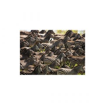 Zebrák 500 db-os puzzle - JátékNet.hu